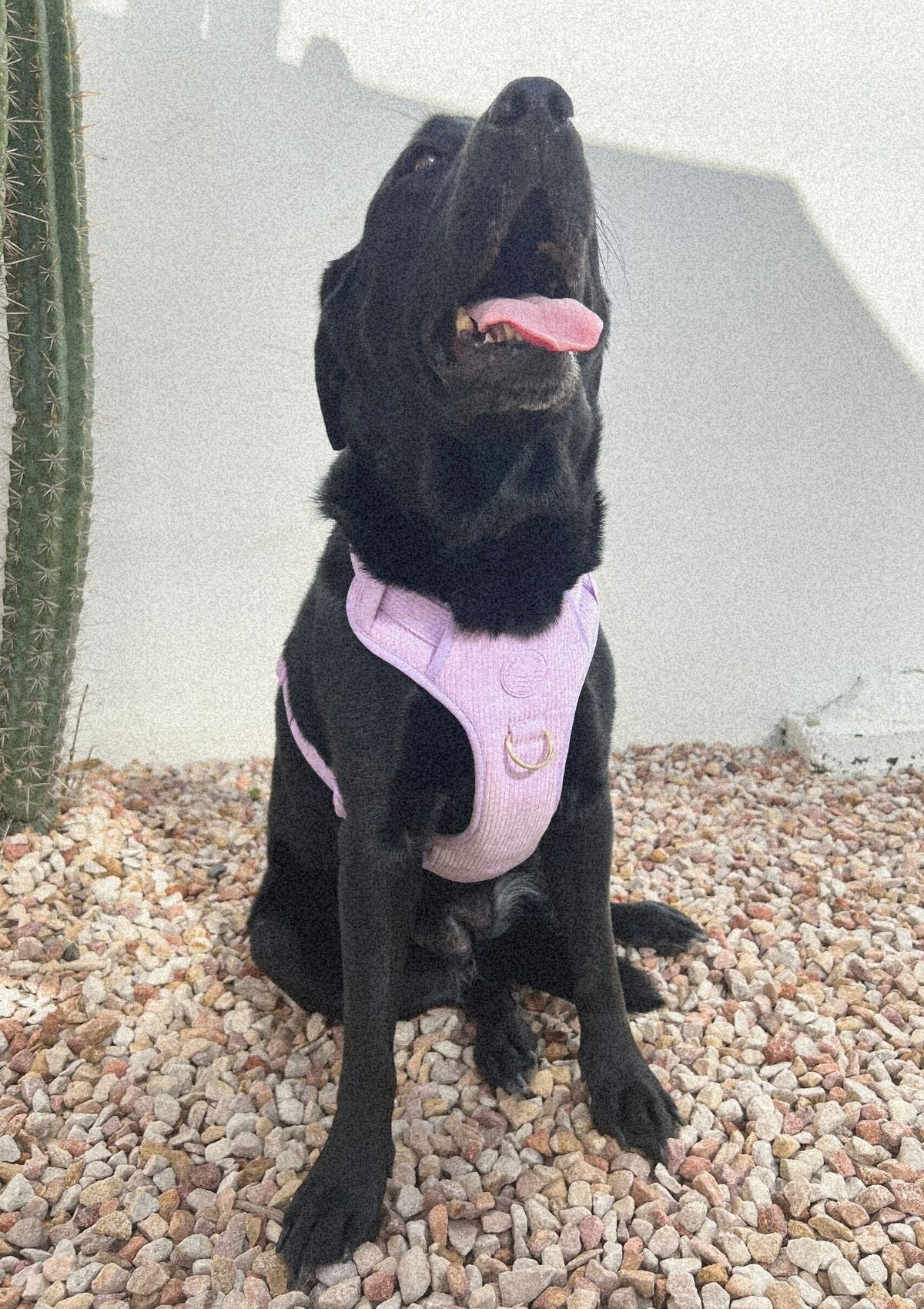 Bella Harness - Lavender – Bruceys Pack