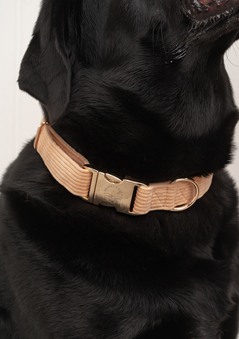 Bella Cord Collar - Mango – Bruceys Pack